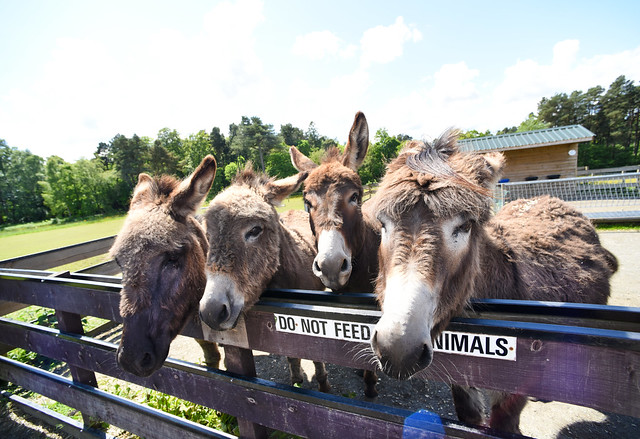 Muiravonside Country Park | Falkirk Council