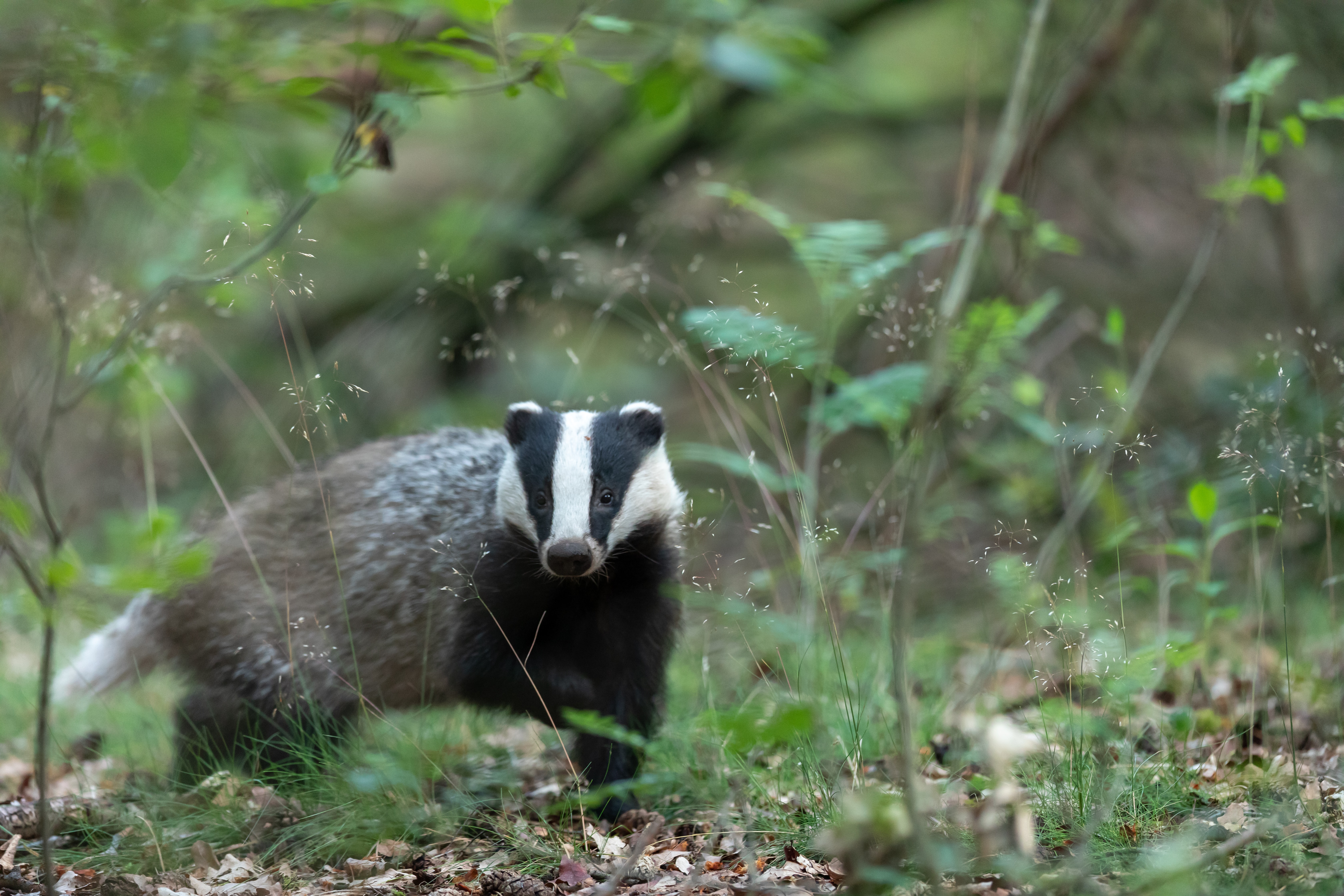 Falkirk Science Festival - Badger Watch | Falkirk Council