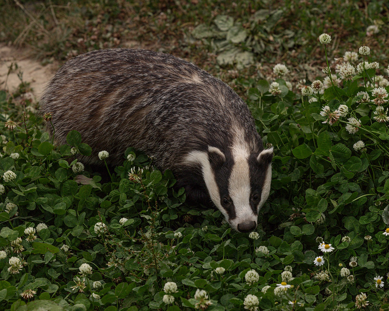 Badger Watch | Falkirk Council