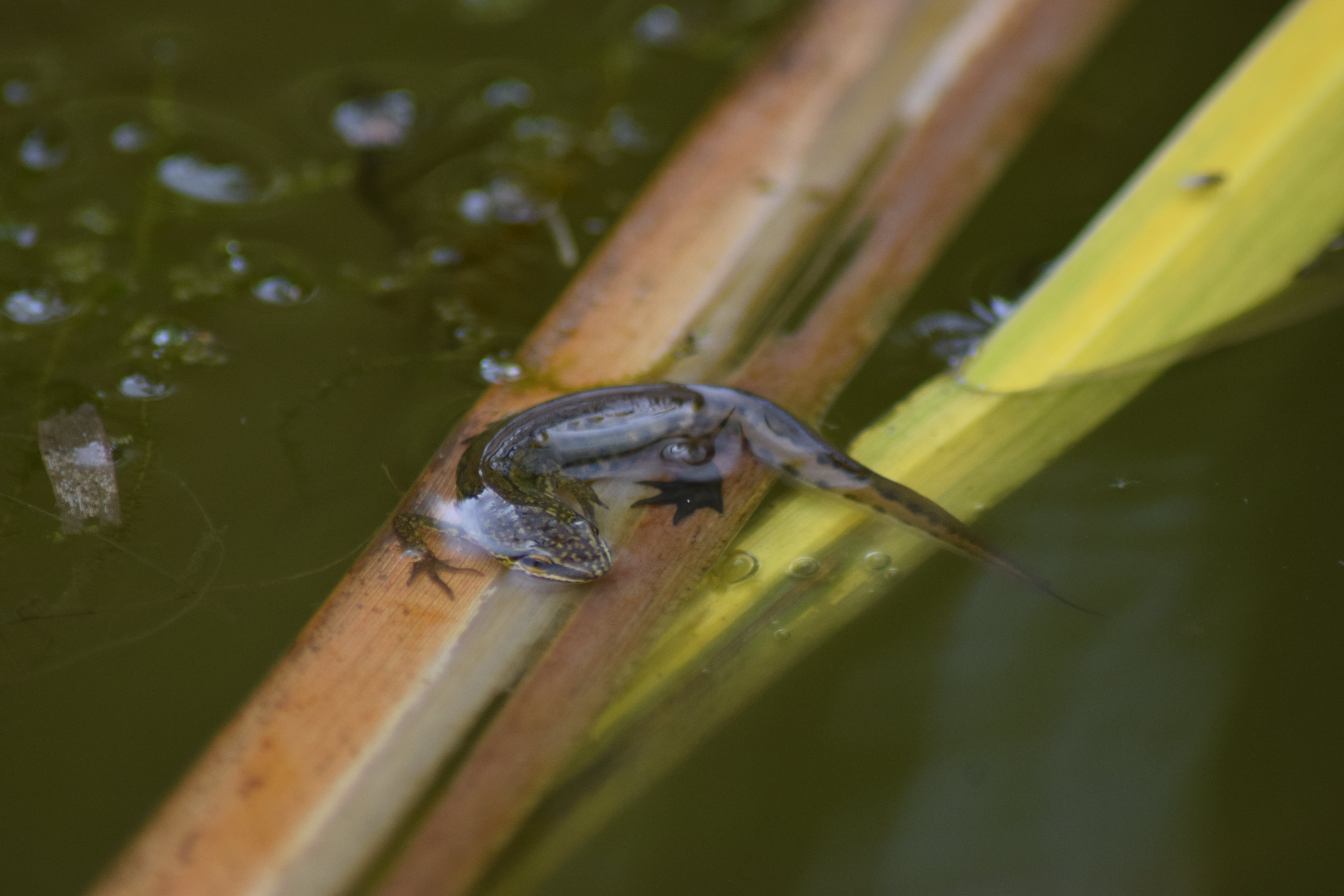 Muiravonside Country Park | Falkirk Council