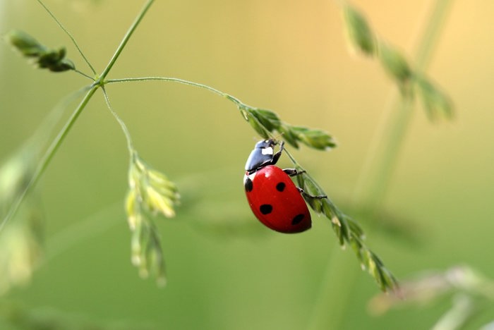 Wild Science: Meadow Minibeasts | Falkirk Council