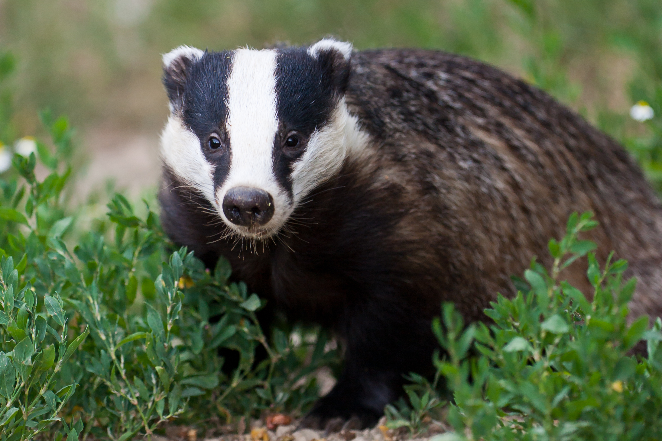 Wild Science: Badger Watch | Falkirk Council