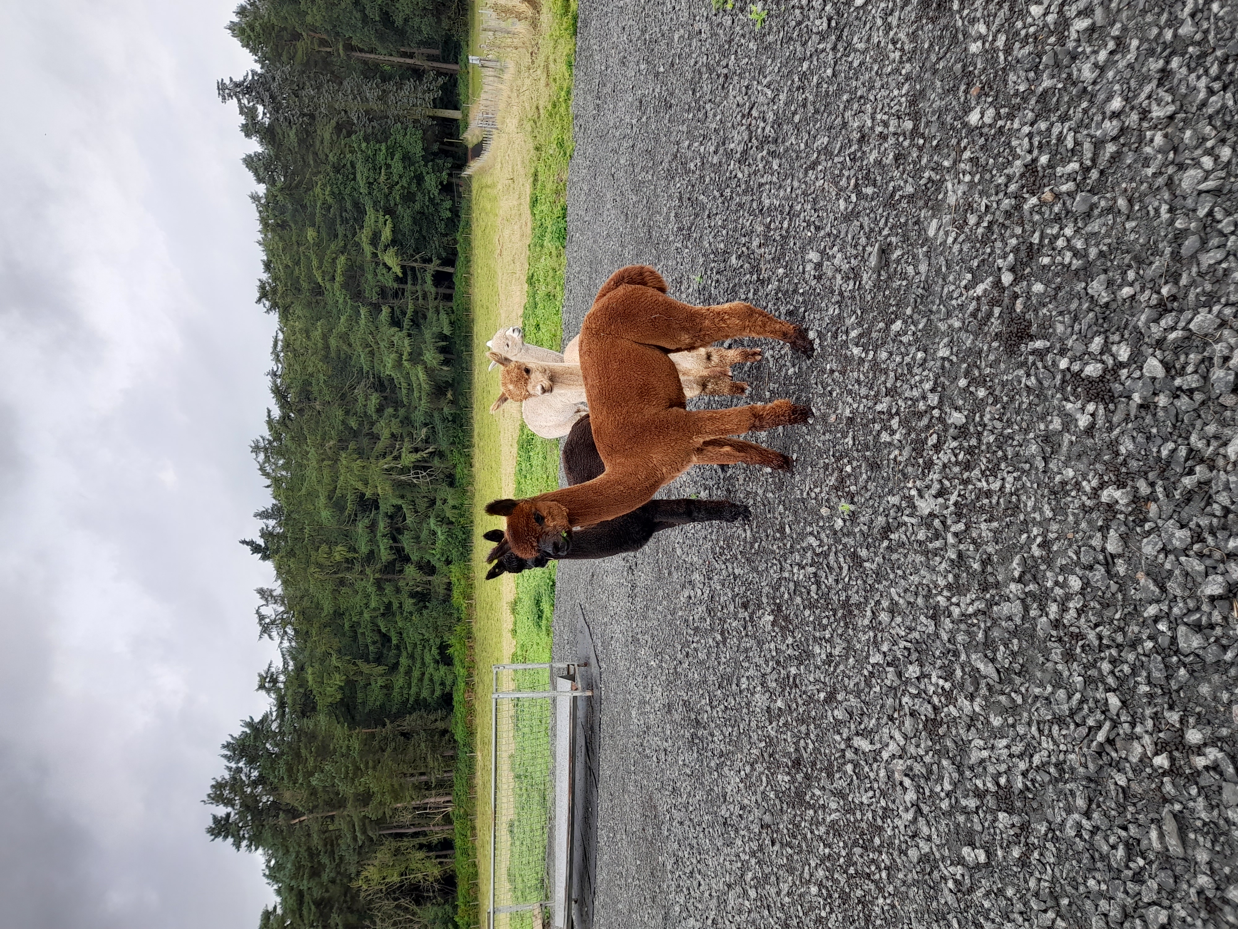 Muiravonside - Farm Guided Walk | Falkirk Council